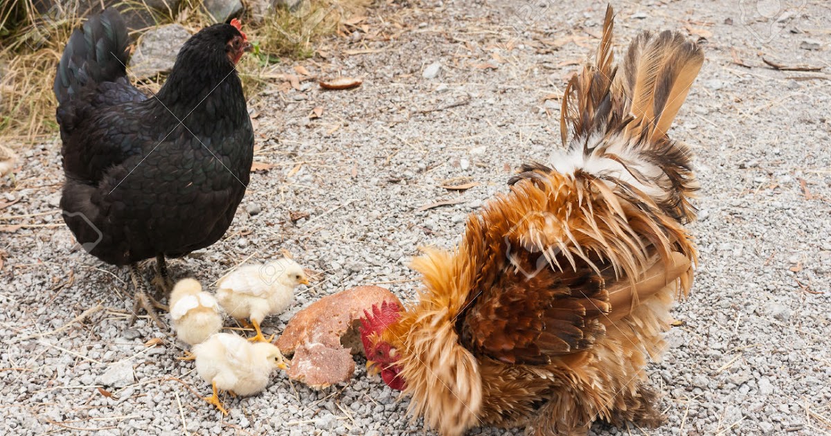 2. Gallos, gallinas y pollitos
