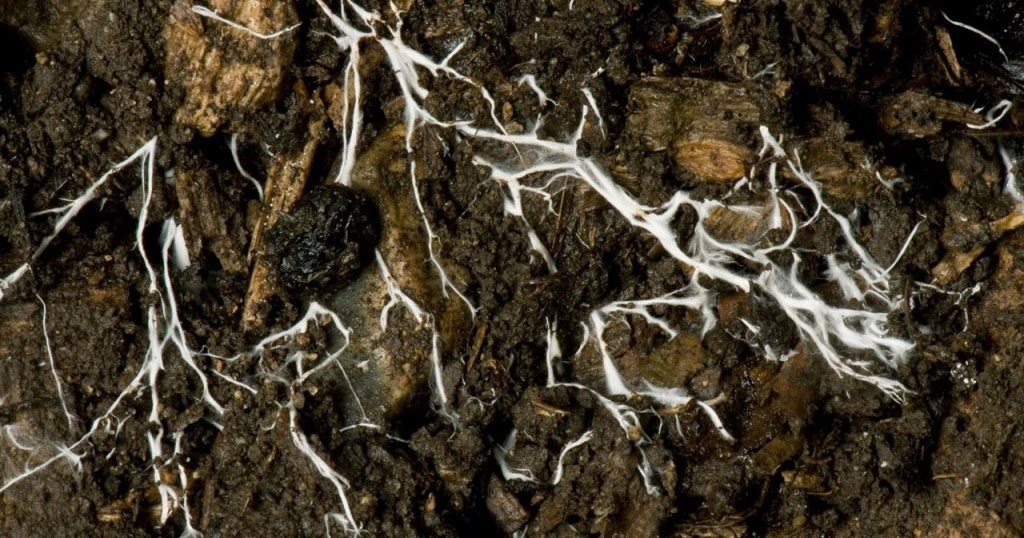 INRAA VEILLE SCIENTIFIQUE: Un nouvel exemple d’interactions entre ...