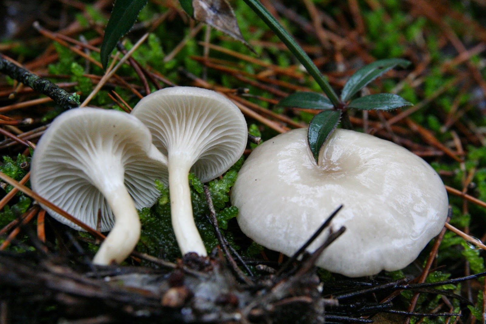 Guía de Setas y Hongos de Navarra.: Clitocybe hydrogramma (Bull ex Fr)Sing