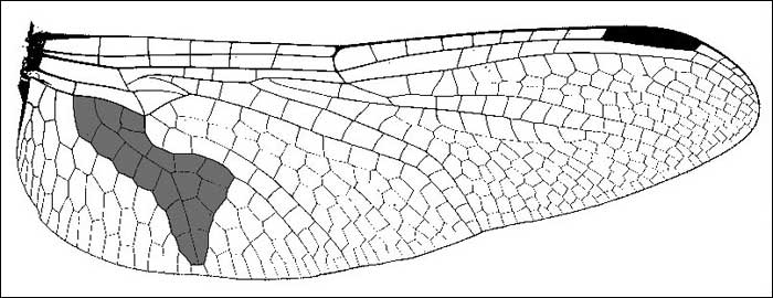 Libellulidae – Variety of Life