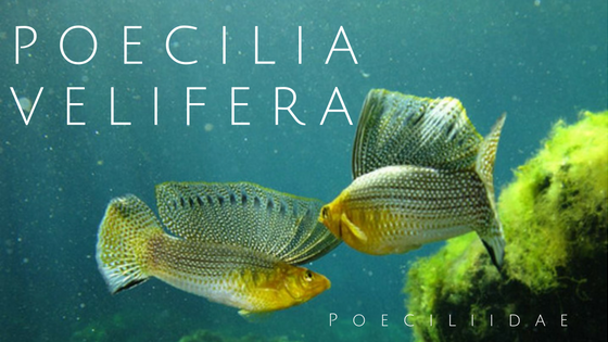 Aquarium Fish Index: Yucatan Molly [Poecilia Velifera] [Poeciliidae]