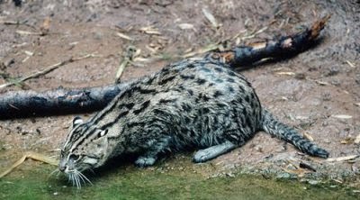 Kucing Bakau (Prionailurus viverrinus) | Kucing Felidae