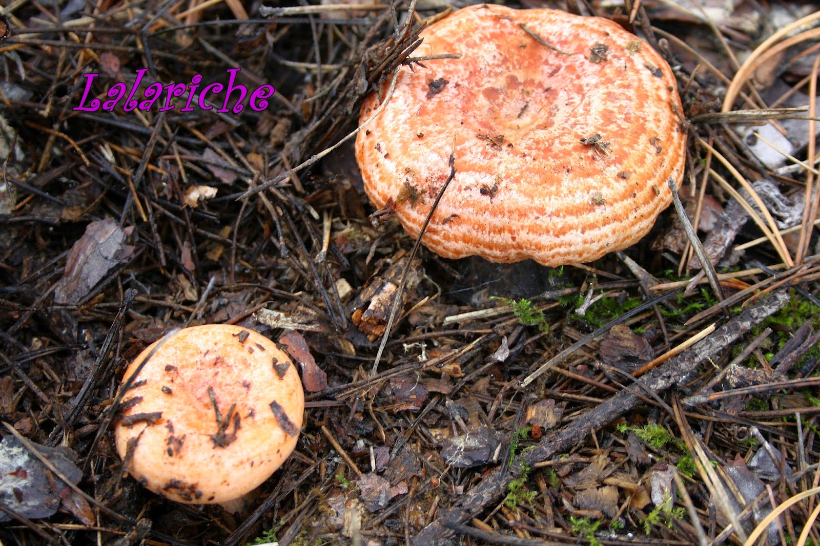 Lalariche: Setas, hongos... ¿Realmente son importantes?