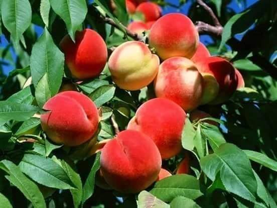 Beautiful 'Bunch of Peach' from Kashmir - Paradise Kashmir