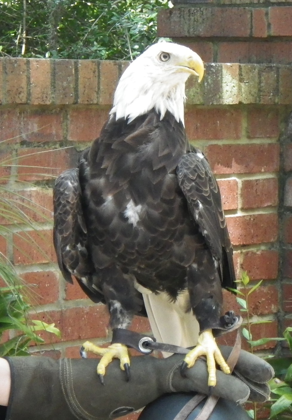My Daily Swoon: Audubon's Center for Birds of Prey