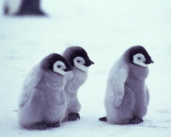 Natureza Compartilhada: PINGUINS....