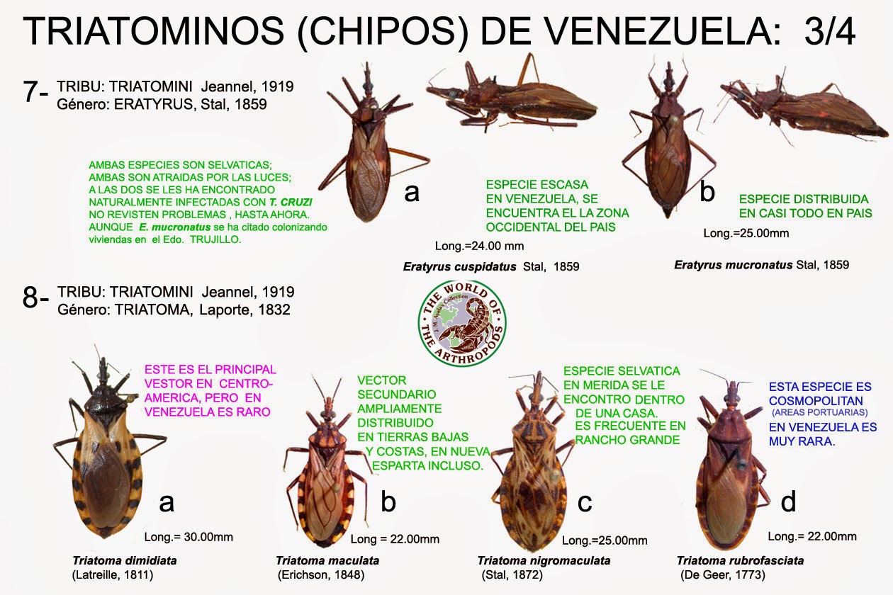 El Mundo de los Artropodos: COMO RECONOCER UN TRIATOMINO = CHIPO
