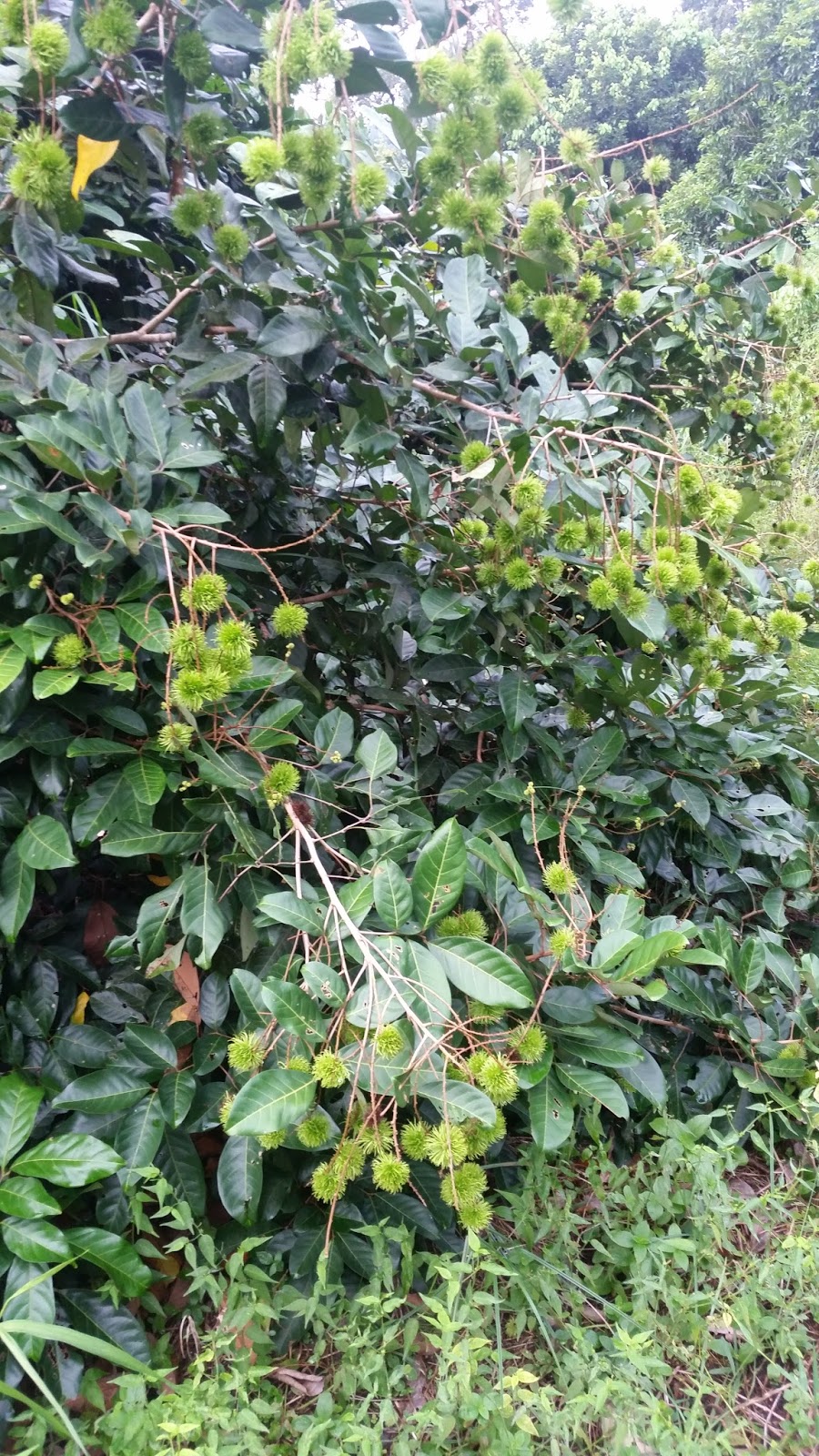 Warisan Petani: Rambutan Jarum Emas.