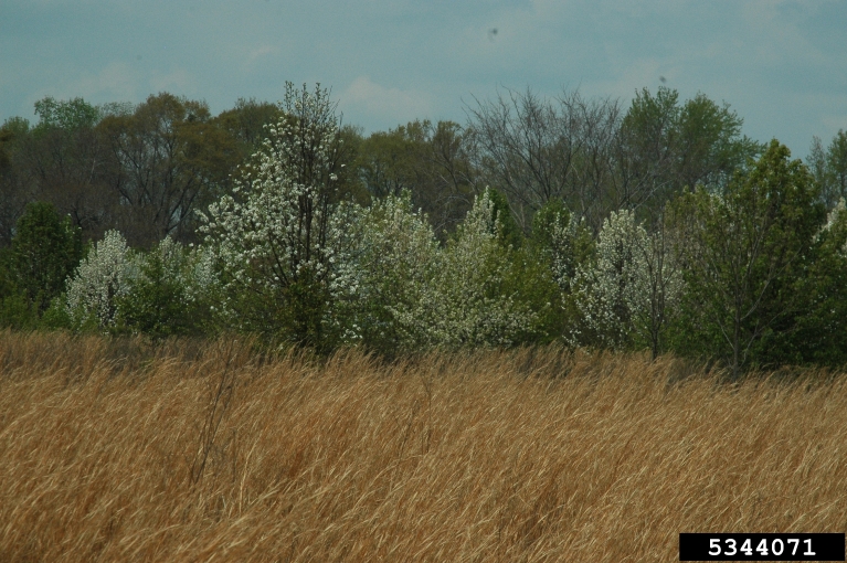 Using Georgia Native Plants: White Blooming Roadside Trees