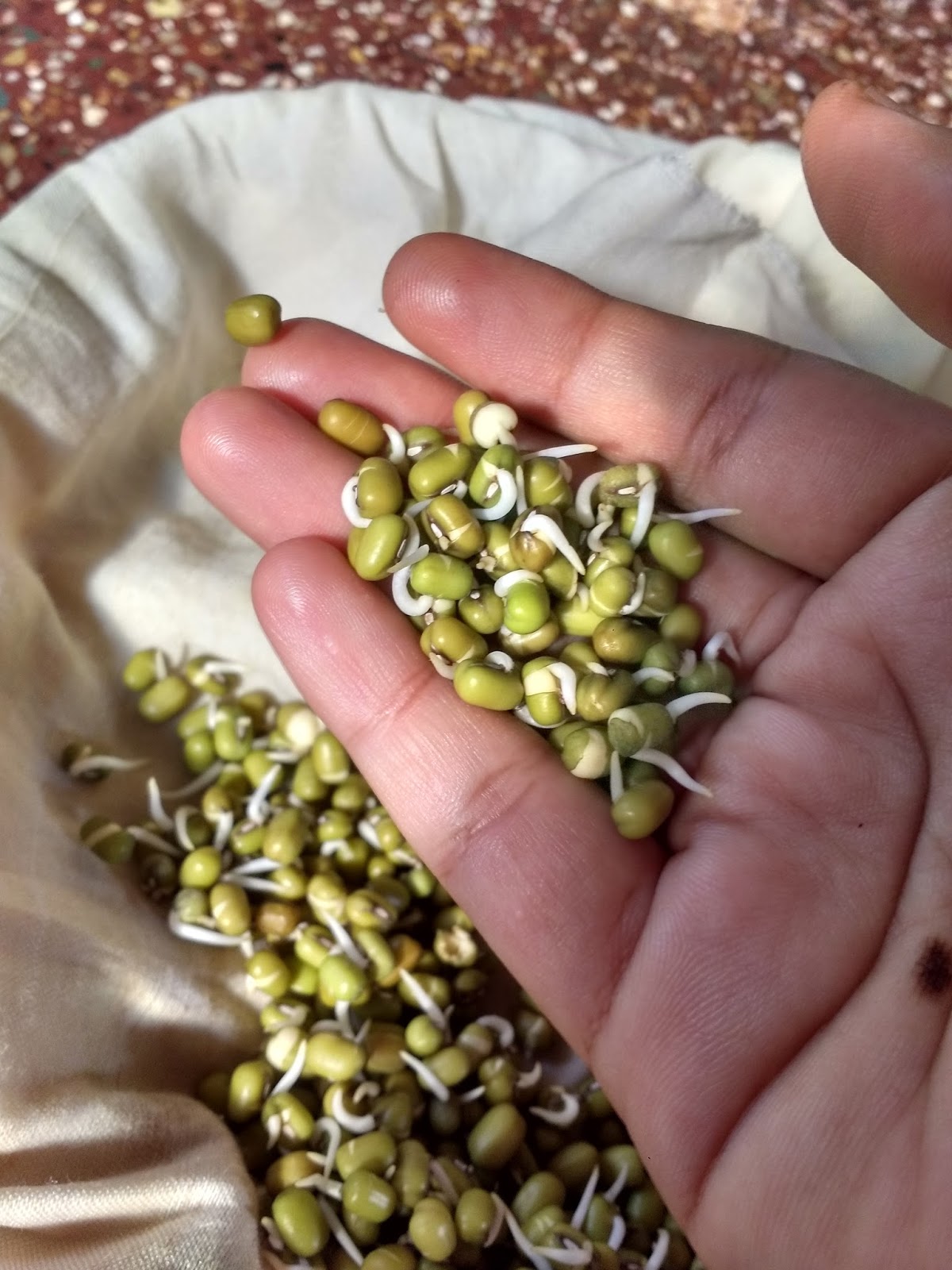 AbbysBlogHub: How to sprout GREEN GRAM?