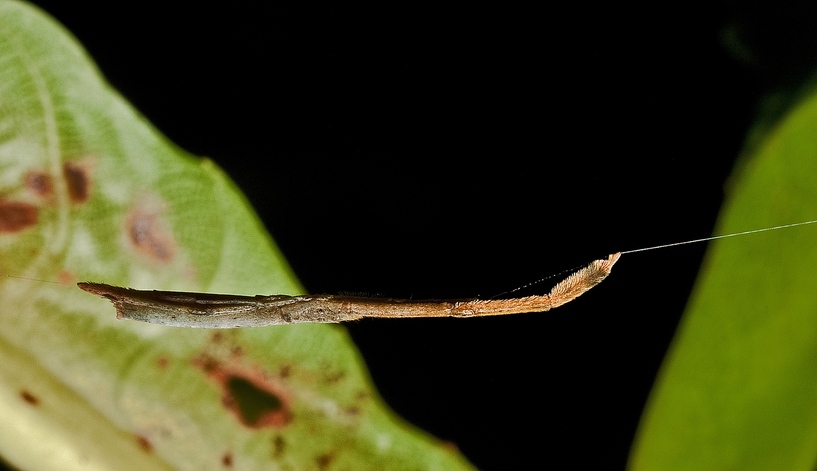 Real Monstrosities: Twig-like Feather-legged Spider