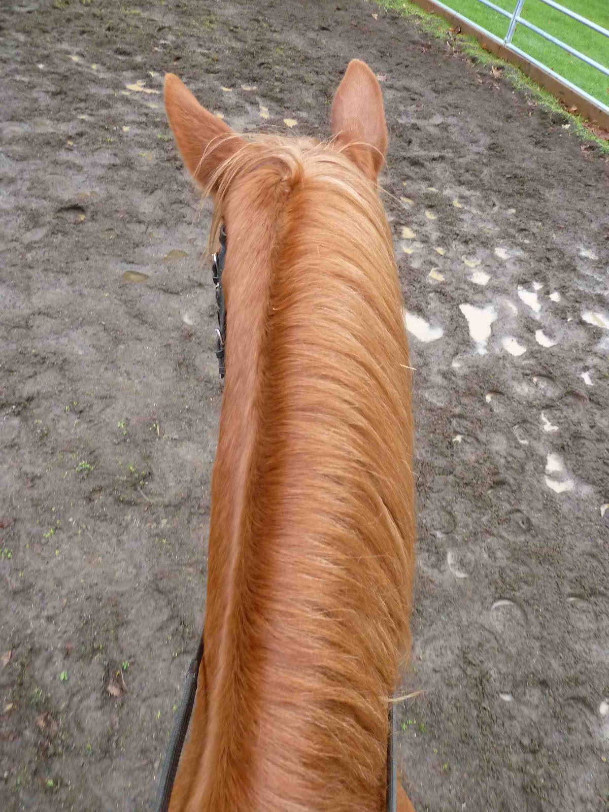 Dances With Horses: Looking for the perfect bit