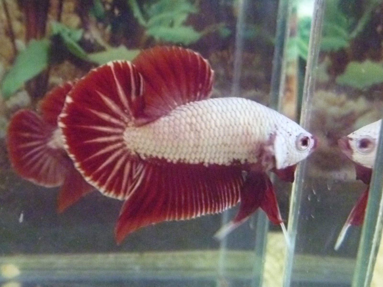 BettaLover Farm: HMPK Platinum Red Dragon IV : RM50 - Sold (KMM)
