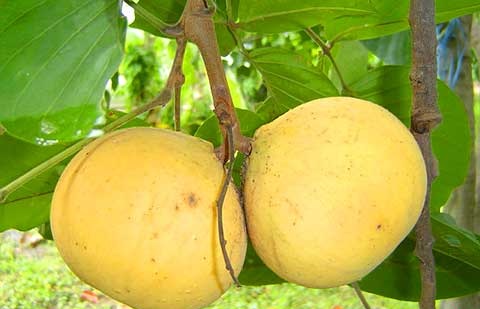 Thai Fruit: Santol