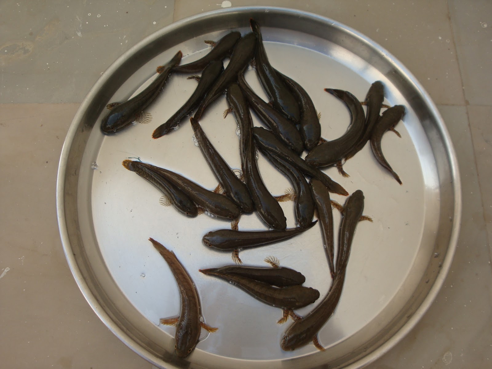 The Aquaculturists: 27/06/2017: Murrels: Living jewels of India