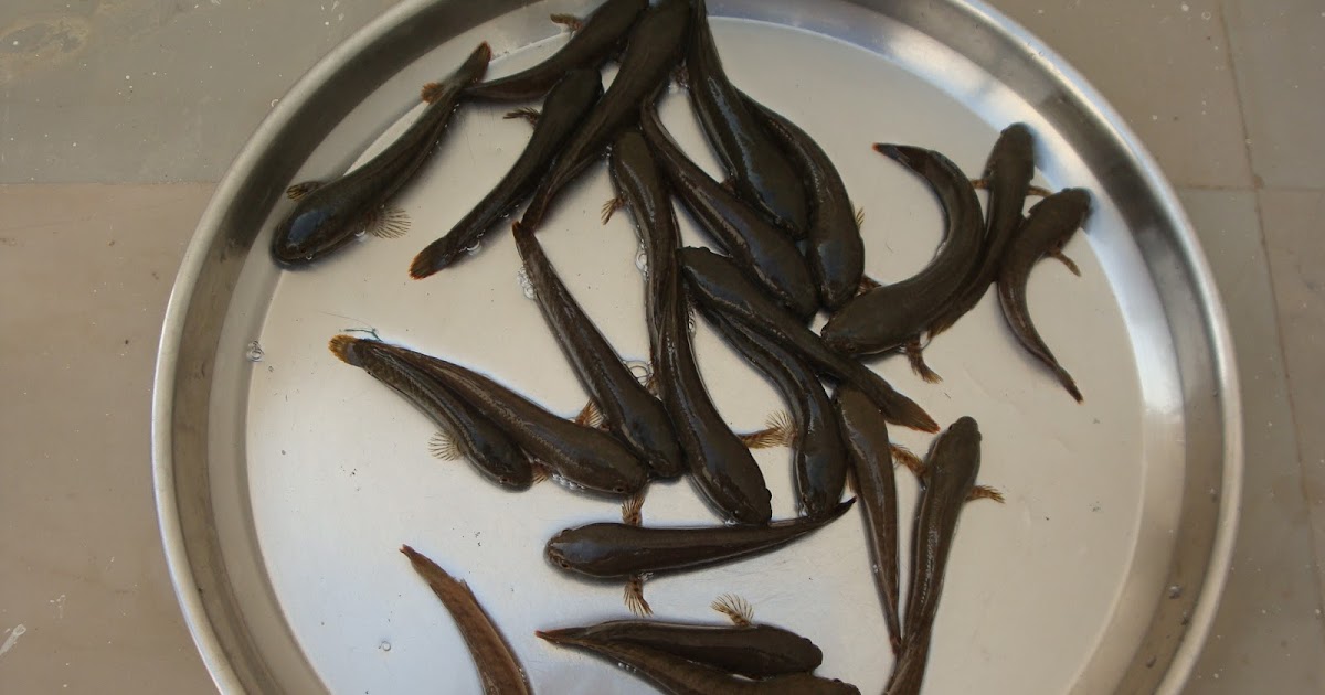 The Aquaculturists: 27/06/2017: Murrels: Living jewels of India