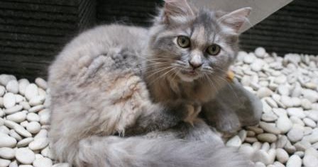 Luka Kucing Merawat Berlubang Cara