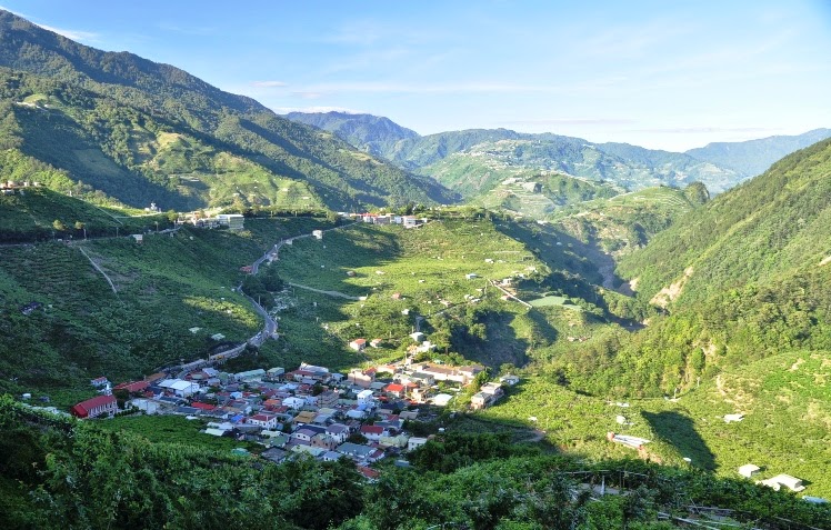 Tea Masters: Good morning Lishan!
