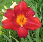 Notes and News from Shady Grove Gardens: More on Edible Flowers