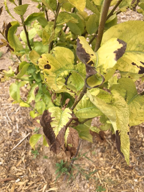 Xtremehorticulture of the Desert: Yellowing of Pear Might Be Fireblight ...