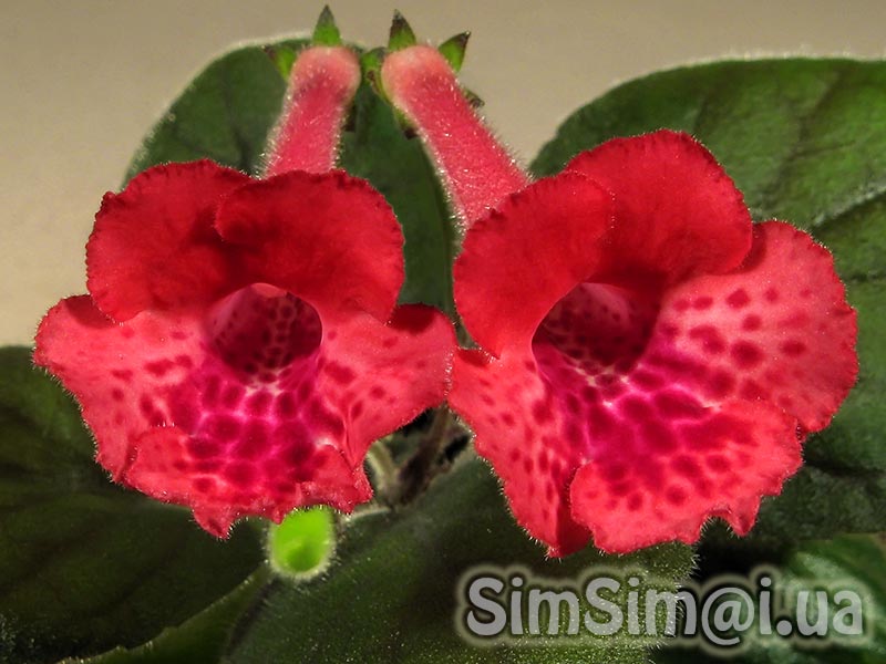 Beauty will save the world!!!: Sinningia "SRG's Red Eruption"