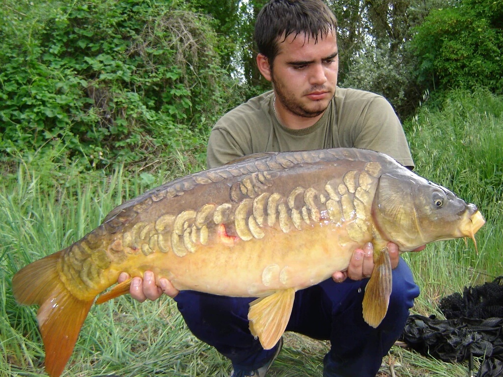 Carpandbas: VARIEDADES DE CARPAS EN ESPAÑA