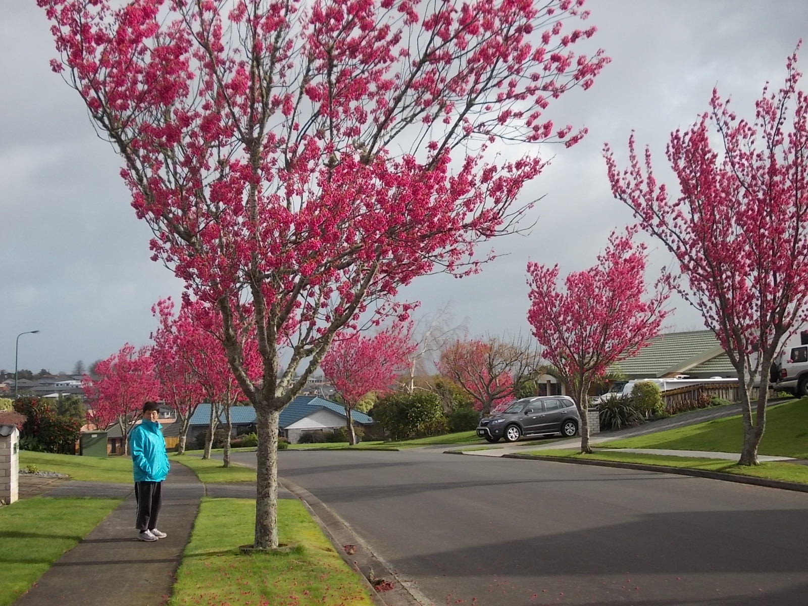 38. Exile in New Zealand: Cherry blossoms