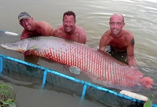 The most incredible monsters - the inhabitants of freshwater rivers