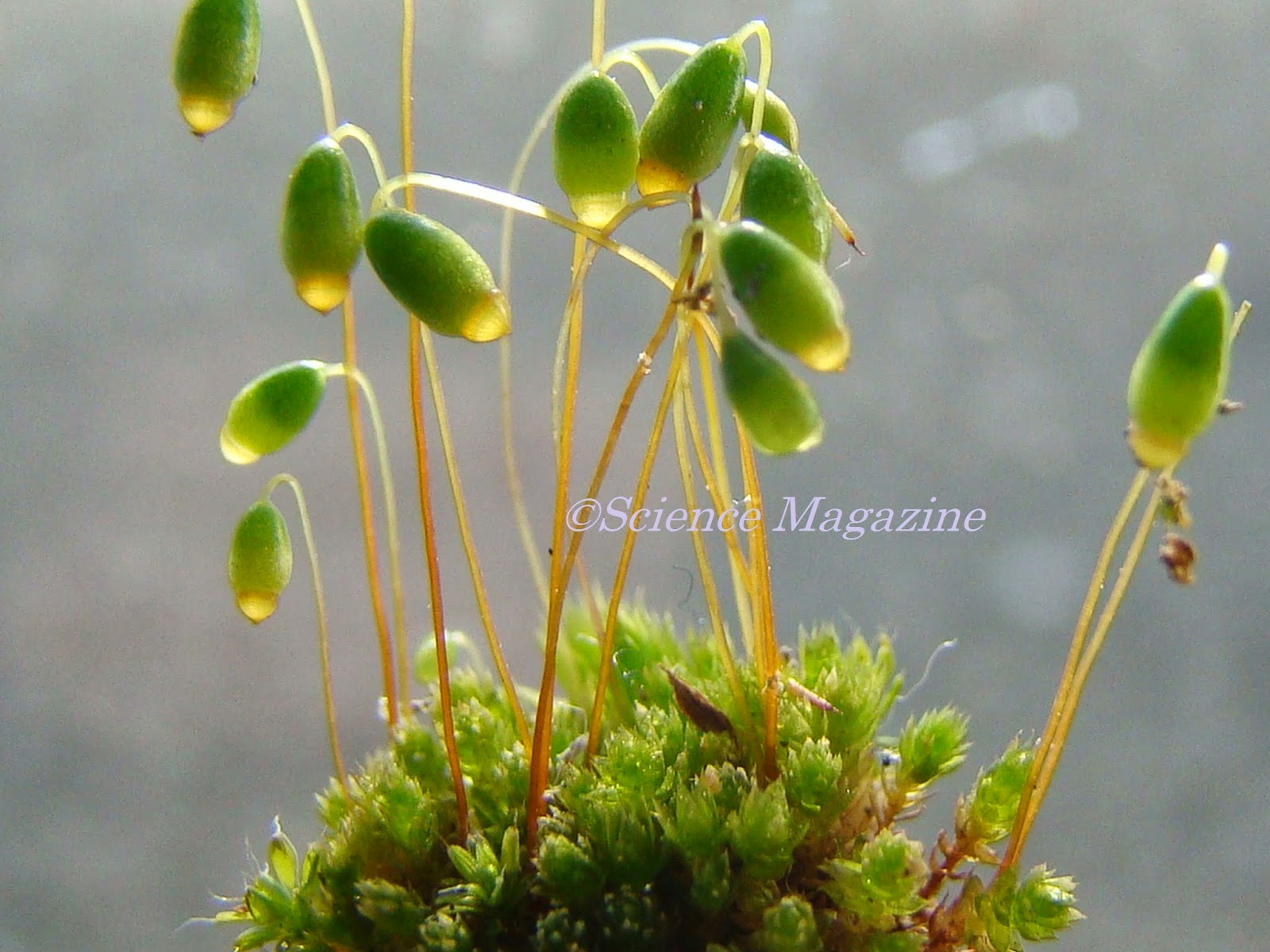Science Magazine: OBSERVING MOSSES AND FERNS
