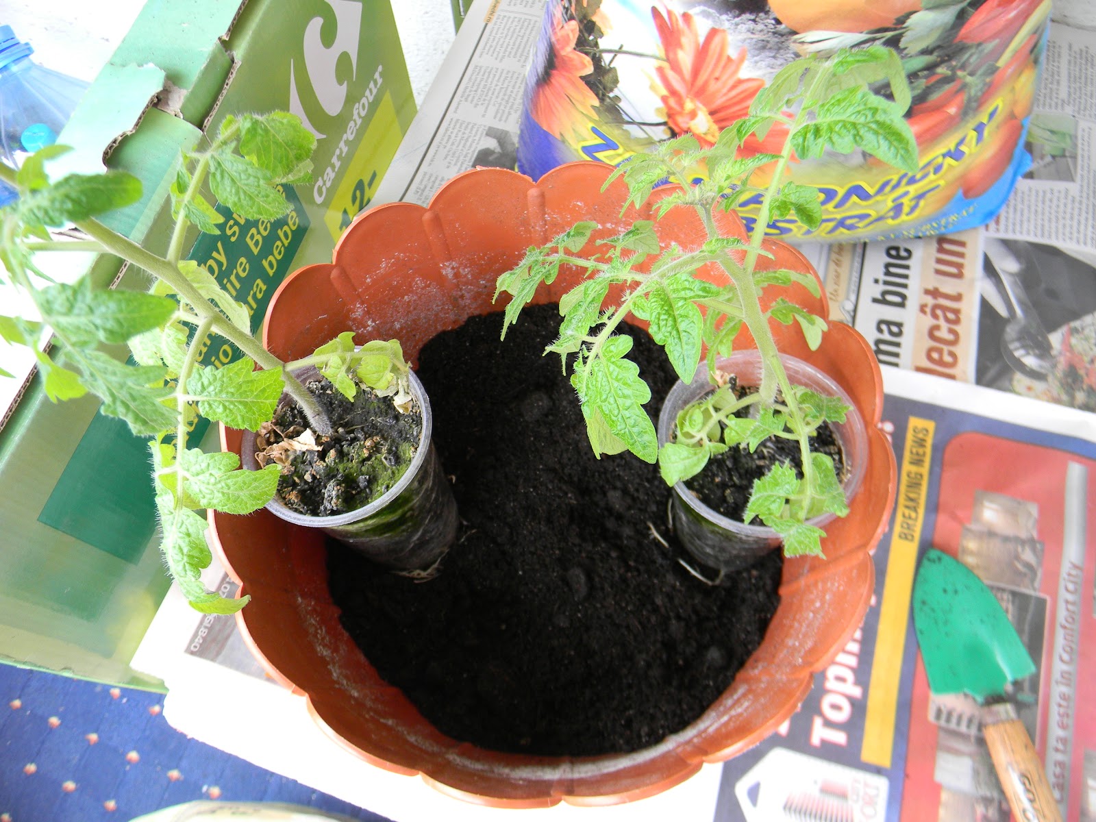 Gradina de pe balcon: Rosii in Ghiveci, evident pe balcon