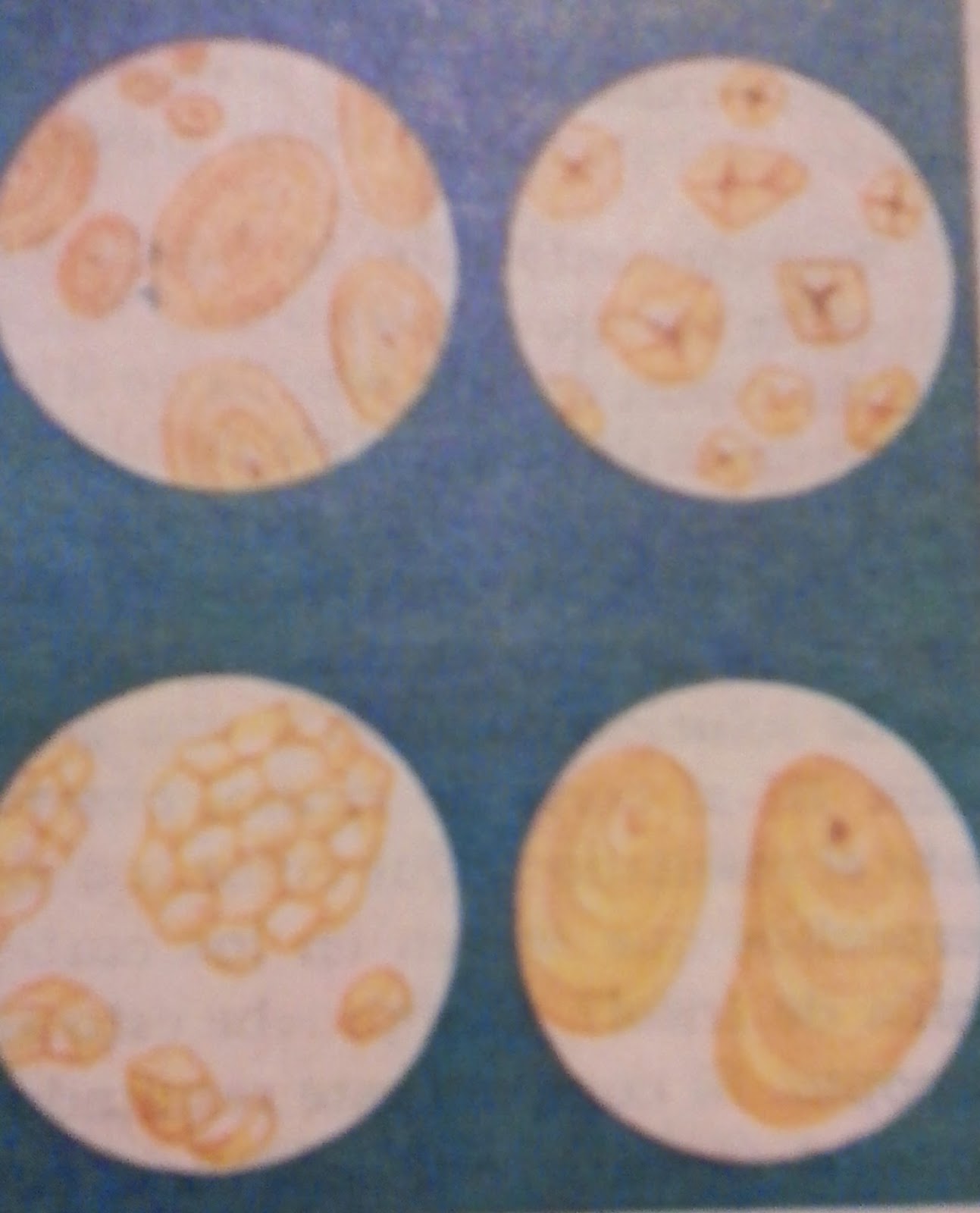 Técnicos en Producción Agropecuaria Ecológica : BOTANICA