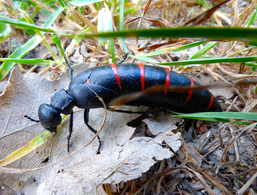 Recorriendo tierras castellanas : bosques, praderías y valles de El Cerrato