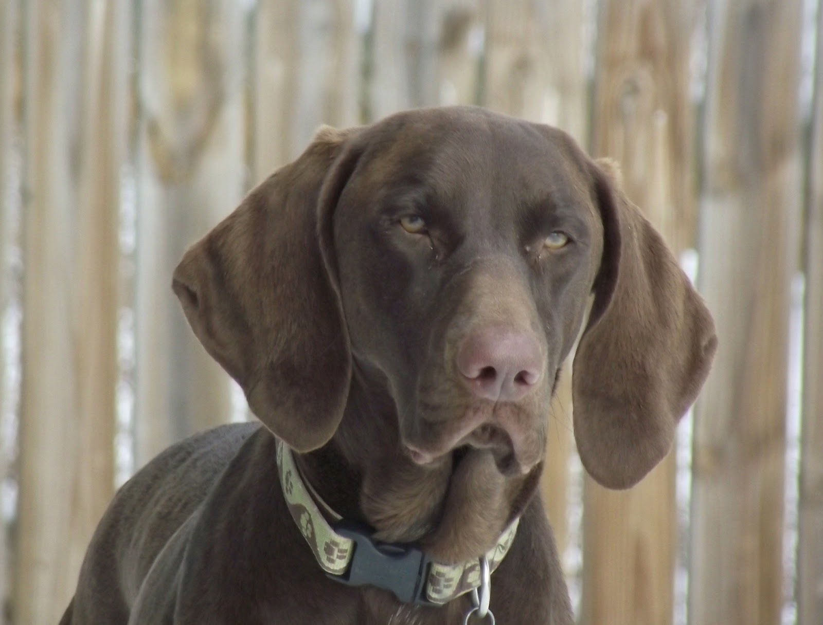 Rescue Me - GSP Rescue Tales From The Front Lines