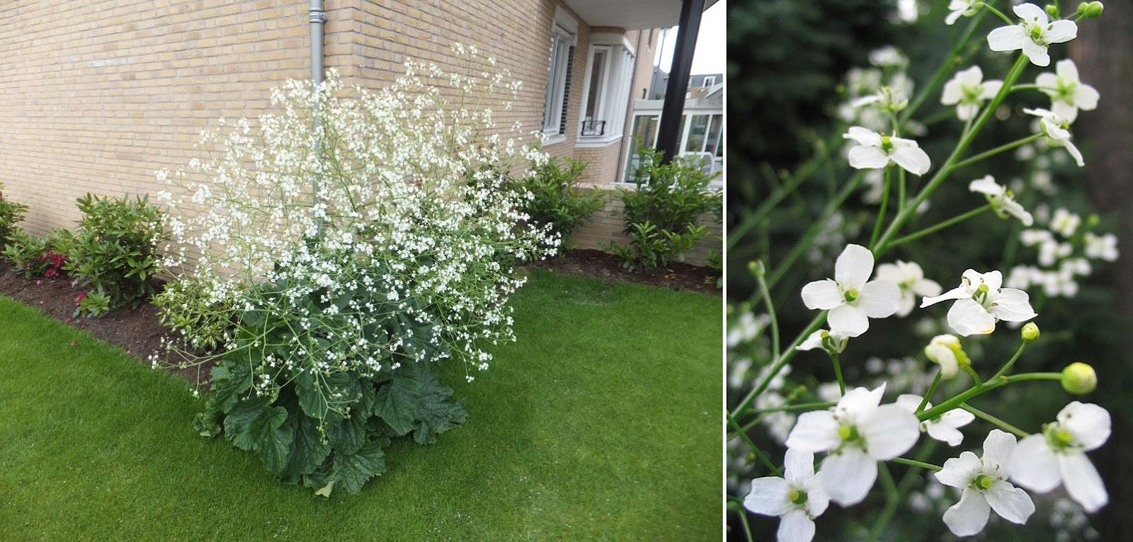 Buszując w ogrodzie: Moje roślinne odkrycia - cz. III