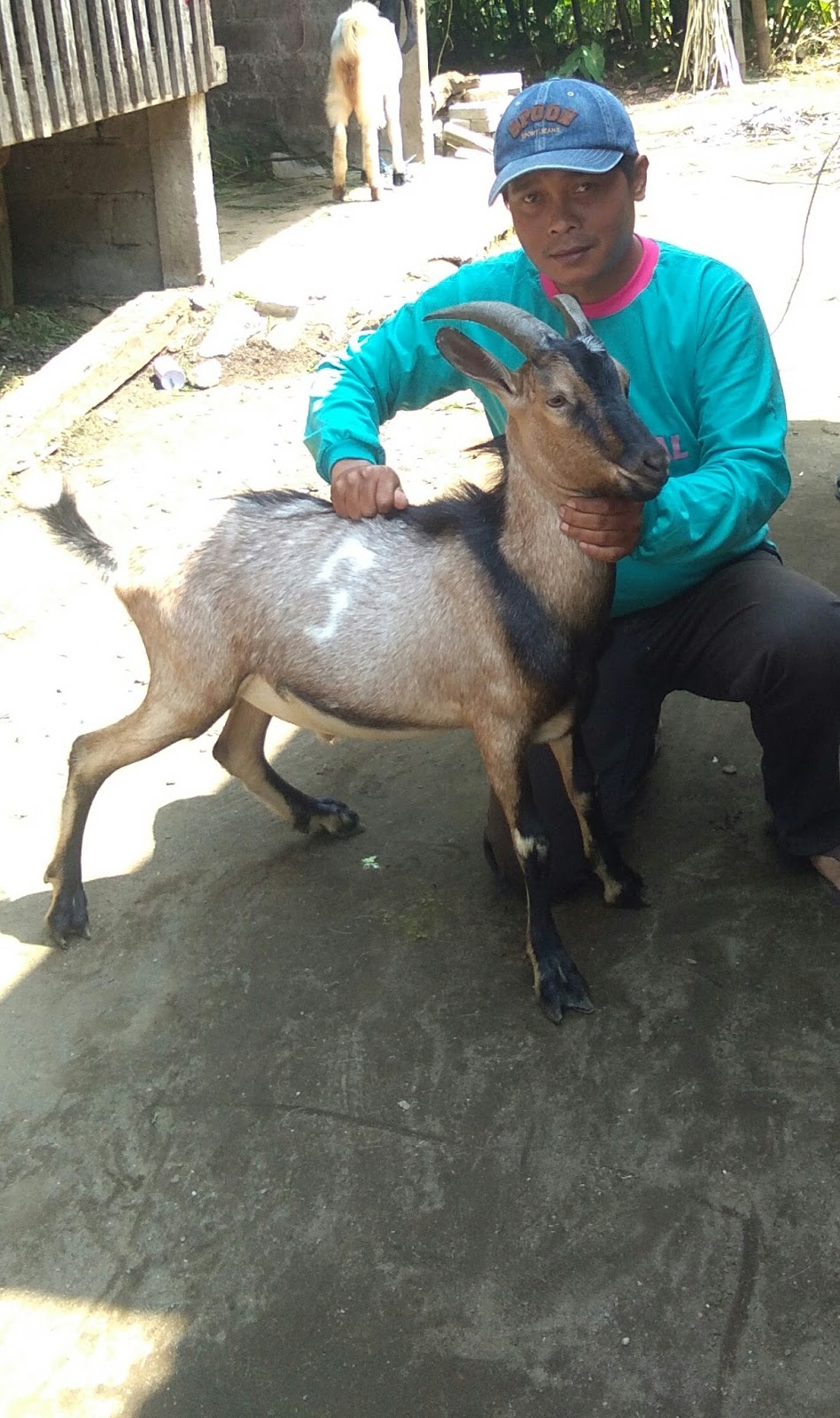 KOLEKSI KAMBING ALPINE IMPORT BEJO UTOMO FARM