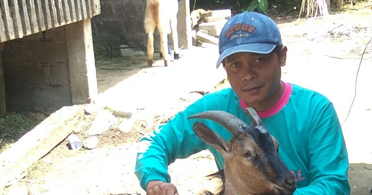 KOLEKSI KAMBING ALPINE IMPORT BEJO UTOMO FARM
