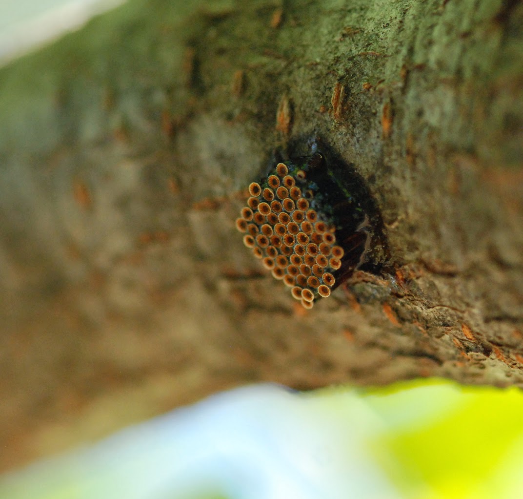 Gaia Garden: Wheel Bugs Growing Up....