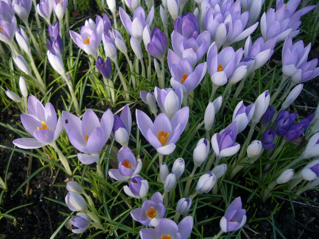 The String Bag: 25 February: Spring in the air