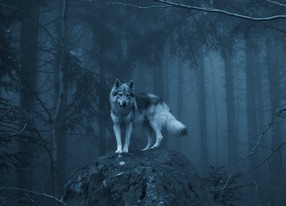 STOP WOLF HUNTS: "HOUNDING" + TRAPPING ~ ACTIONS + NEWS