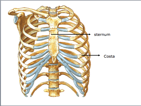 not defteri: Anatomi ders notu 12.10.15