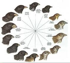 variabilidad genetica: Origen de la variabilidad genética. Mutacionismo.