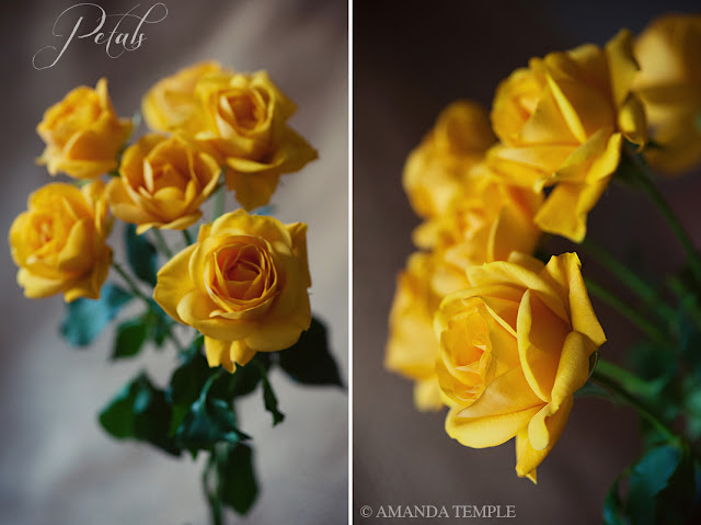 Petals - Bermuda Florist: The Age of Innocence