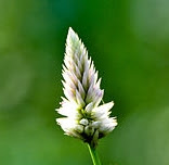 Jom Tanam Bunga: Bunga Balung Ayam