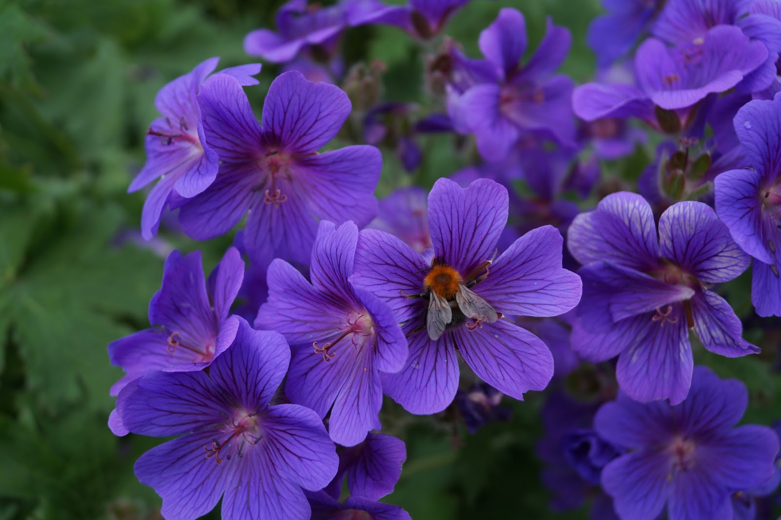 Lillians hage: Storkenebb Geranium "Johnson´s Blue" er en staselig staude