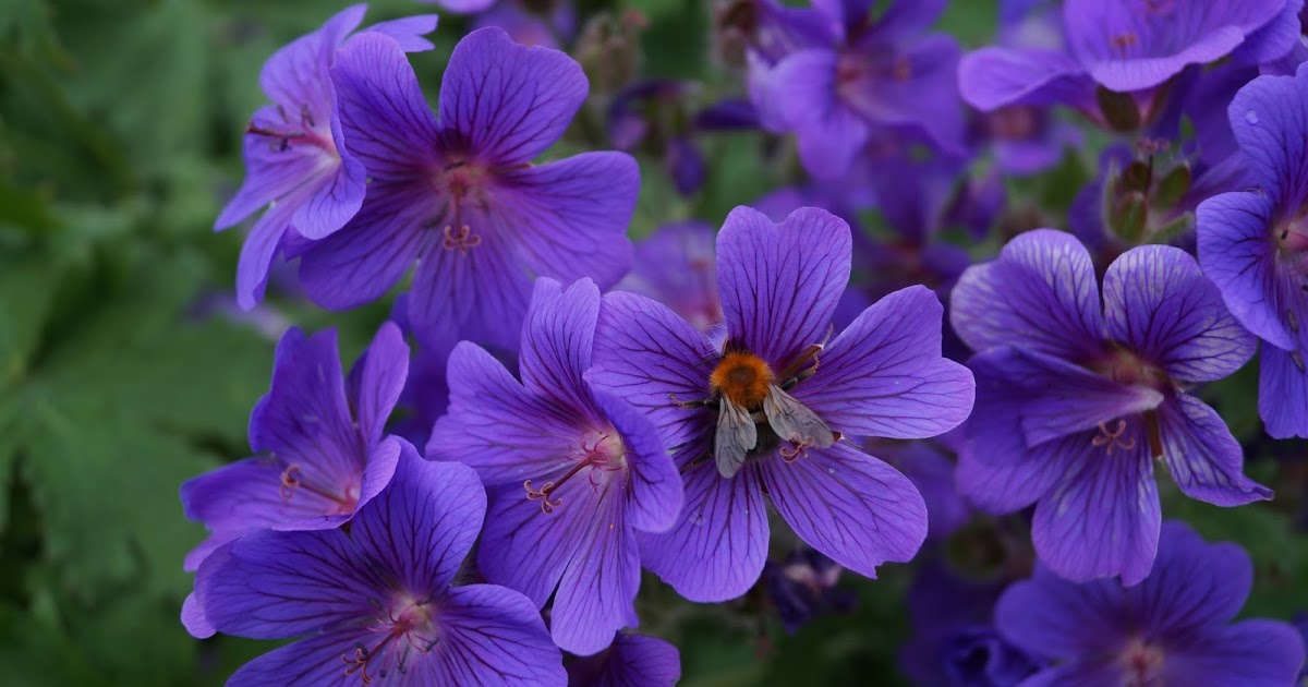 Lillians hage: Storkenebb Geranium "Johnson´s Blue" er en staselig staude