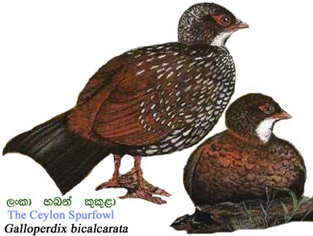 List of Endemic birds Sri Lanka - Sri Lanka information in one place......