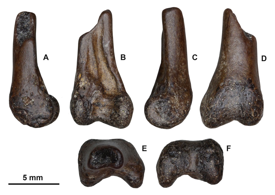Species New to Science: [PaleoOrnithology • 2017] An Ichthyornis-like ...