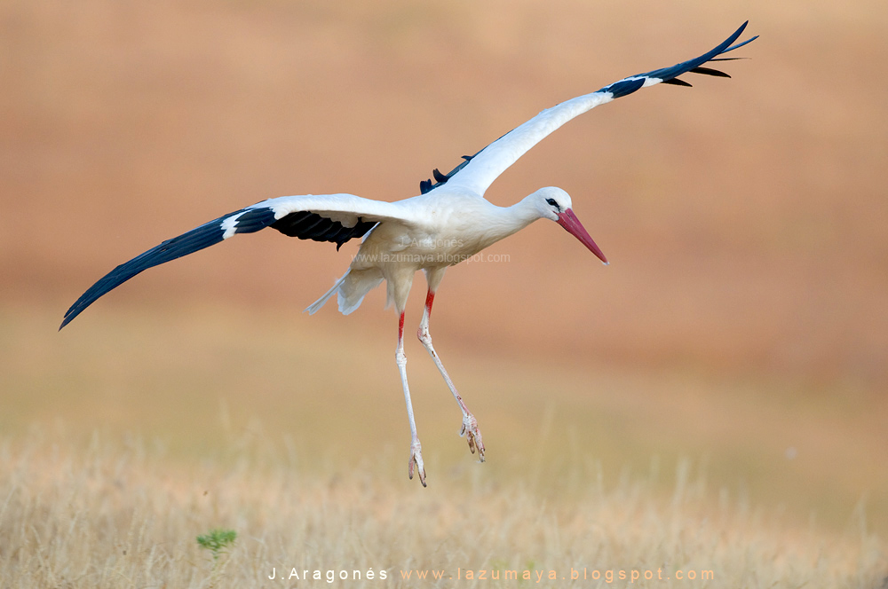 La Zumaya: Cigüeña blanca