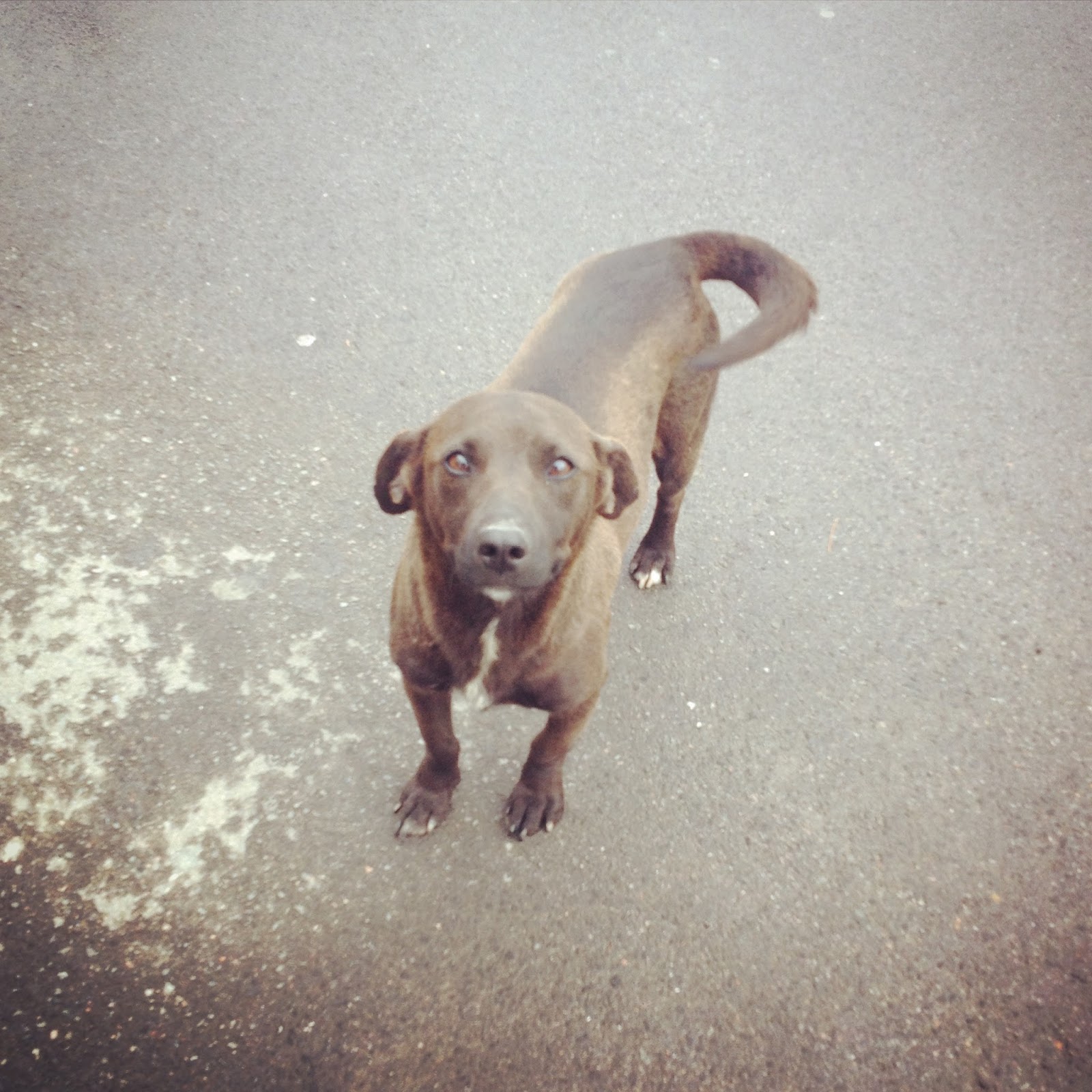 Pound Dogs Toronto Animal Services - dog adoption - animal shelter