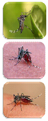 DOST Mosquito Ovicidal/Larvicidal (OL) Trap: What is Dengue?